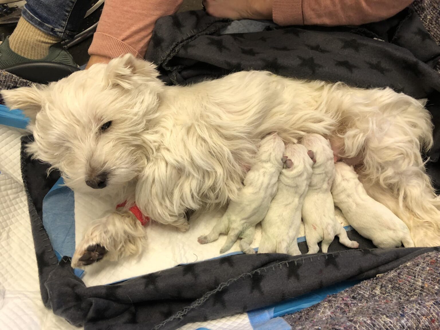 Parring af hunde & hunde avl | Avl og Reproduktionstjenester