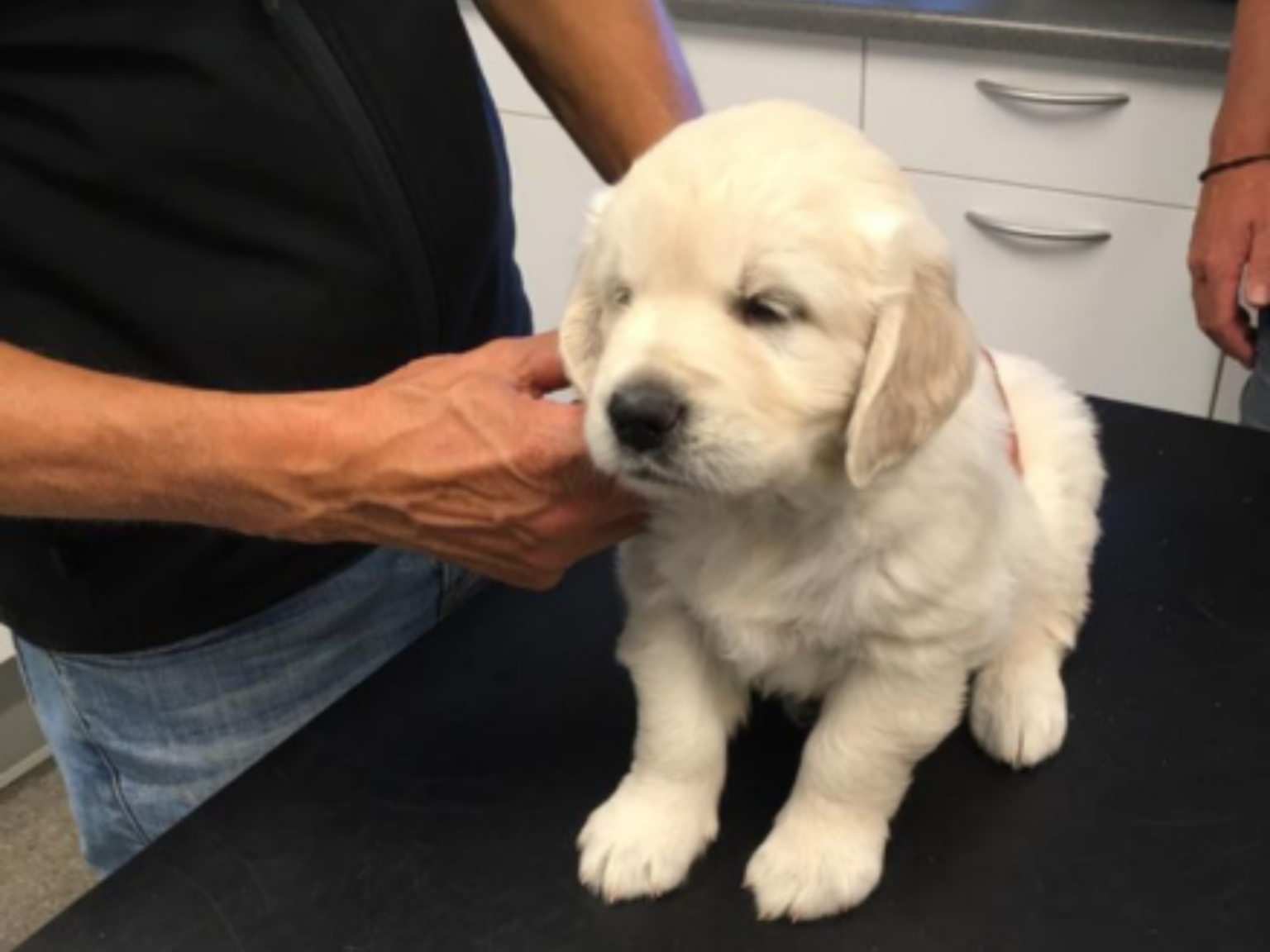 Odder Dyreklinik | Vi står altid klar til at hjælpe dit kæledyr →